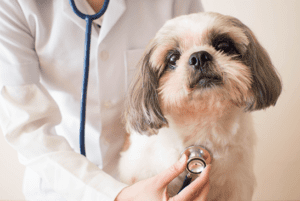 About Us - Vetsource Veterinary Analytics